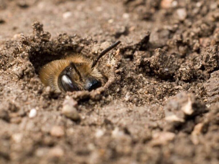 How To Get Rid Of Ground Bees In Your Yard? - ToolsOwner